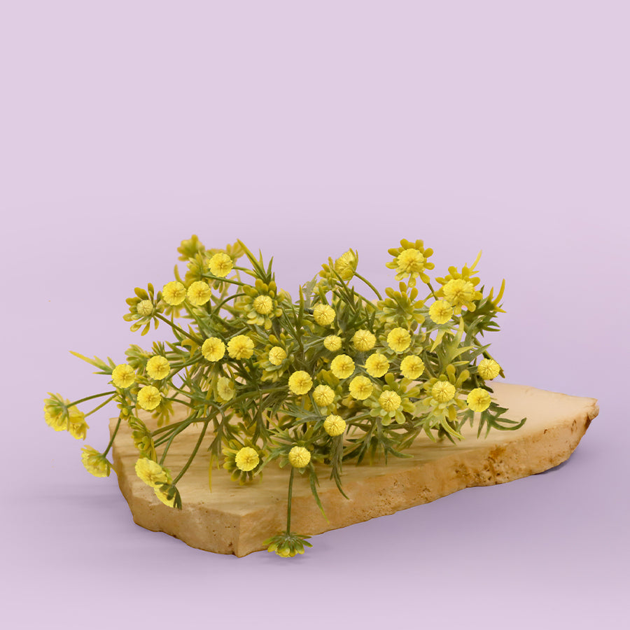 Golden Wattle - Fragrance Oil | Scent Method