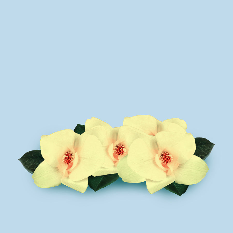 Narcissus - Fragrance Oil | Scent Method