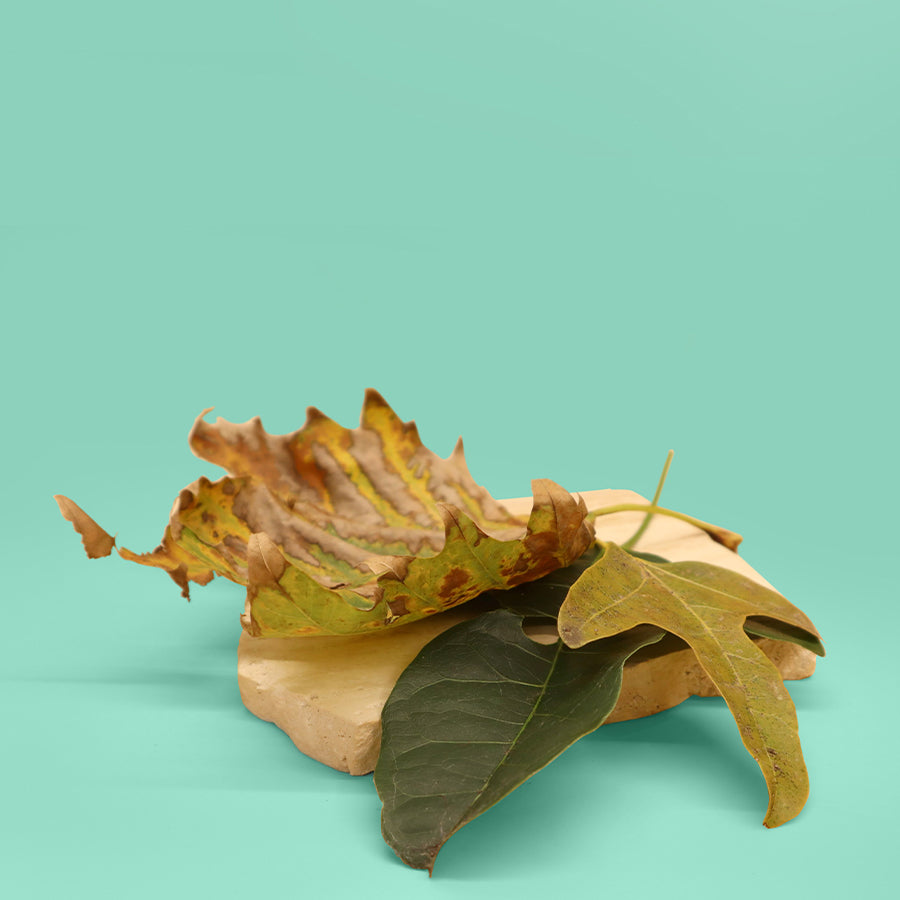 Fig Leaf & Maple Wood (Breathtaking Banff Type) - Fragrance Oil | Scent ...