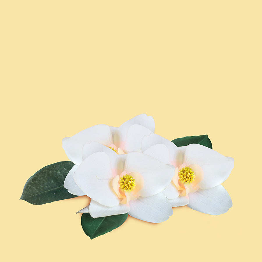 Magnolia In Bloom - Fragrance Oil | Scent Method